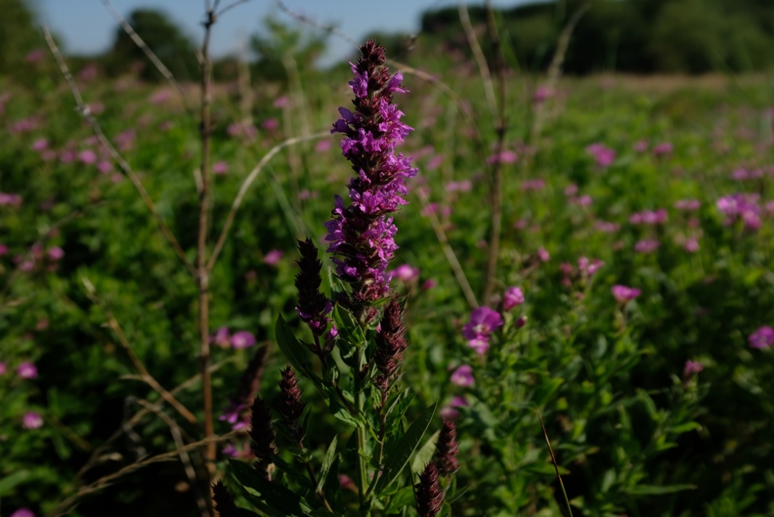 Maymead Marsh | Harlow Council