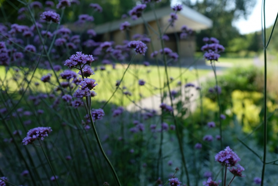 Harlow Town Park | Harlow Council