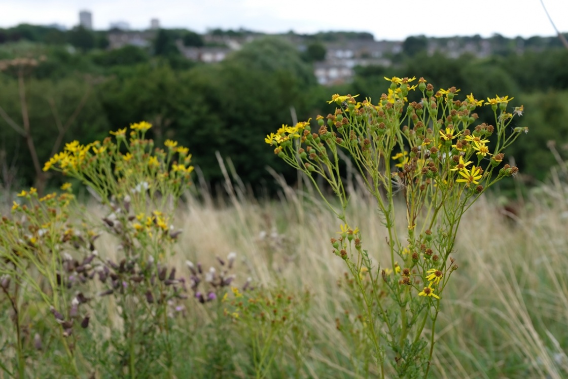 Jean McAlpine Park | Harlow Council